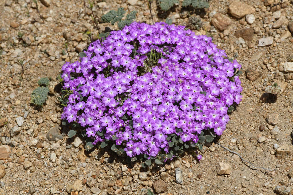 Ramshaw Meadows Abronia in July 2023 by Chloe and Trevor Van Loon ...