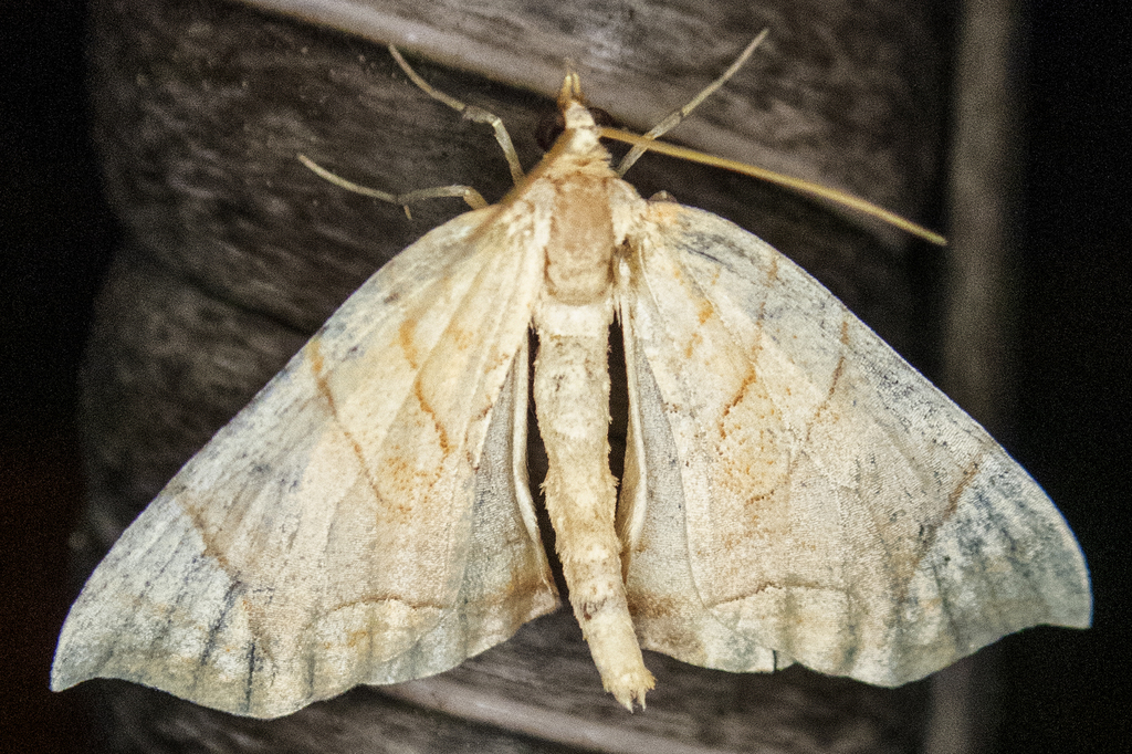Lesser Grapevine Looper Moth from Shepard Settlement, Onondaga County ...