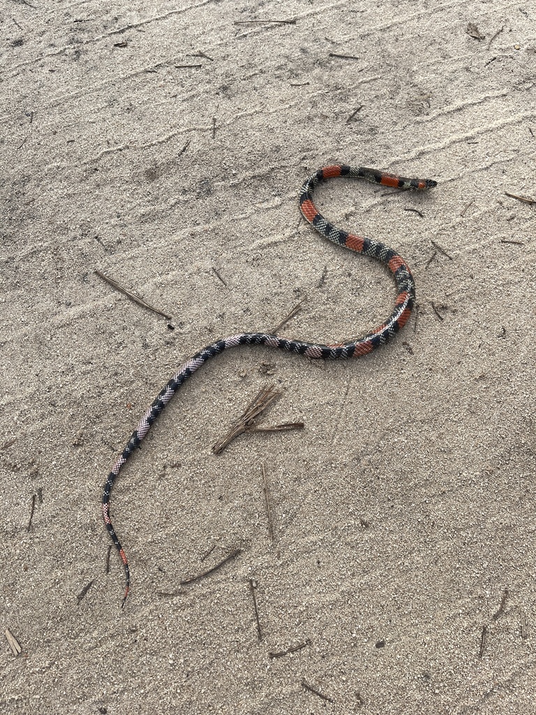 Brazilian False Coral Snake from Trilha Jequitibá Rosa, Linhares, ES ...