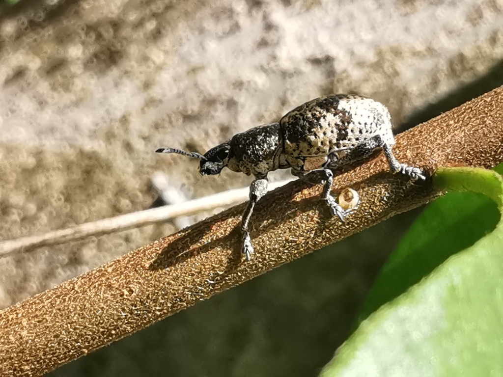 Geonemini from Othón P. Blanco, Q.R., México on July 17, 2023 at 11:02 ...