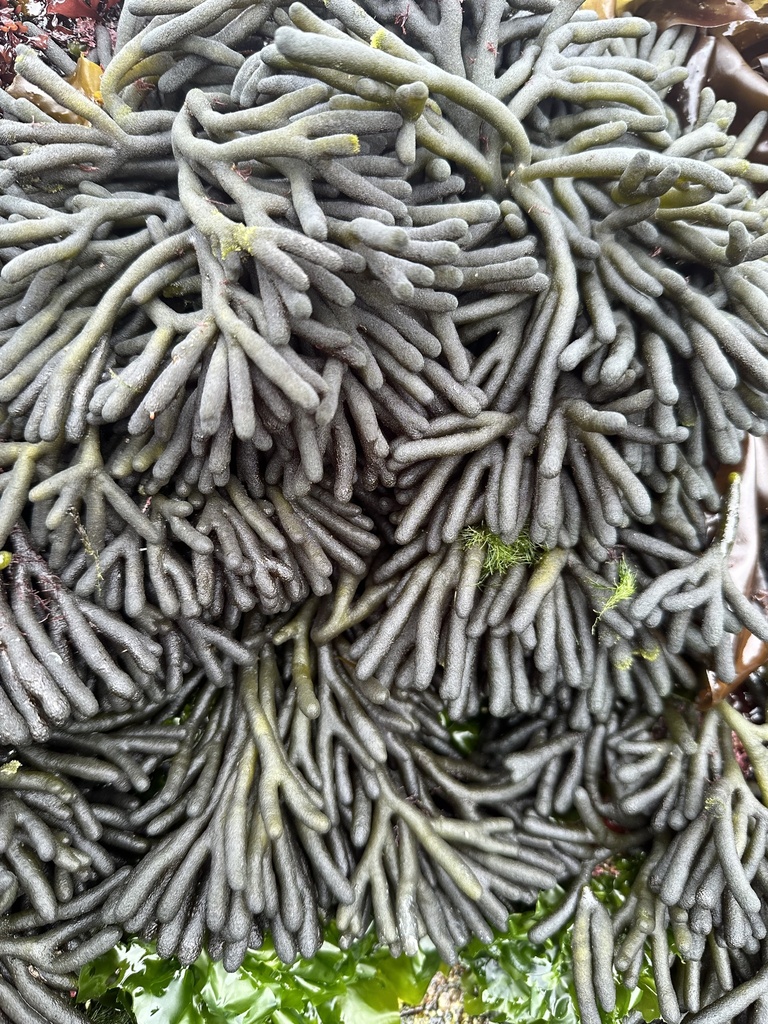 Codiums (Codium) - Botanical Realm