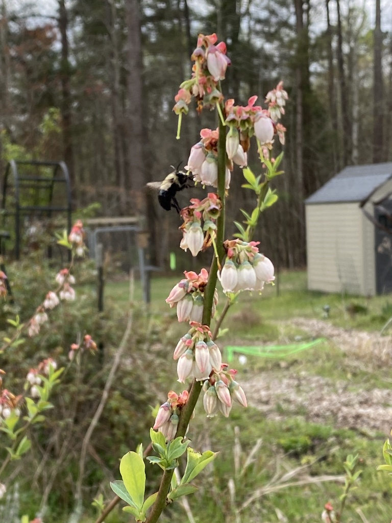 Blueberry Digger Bee from New Sharon Church Rd, Hillsborough, NC, US on ...