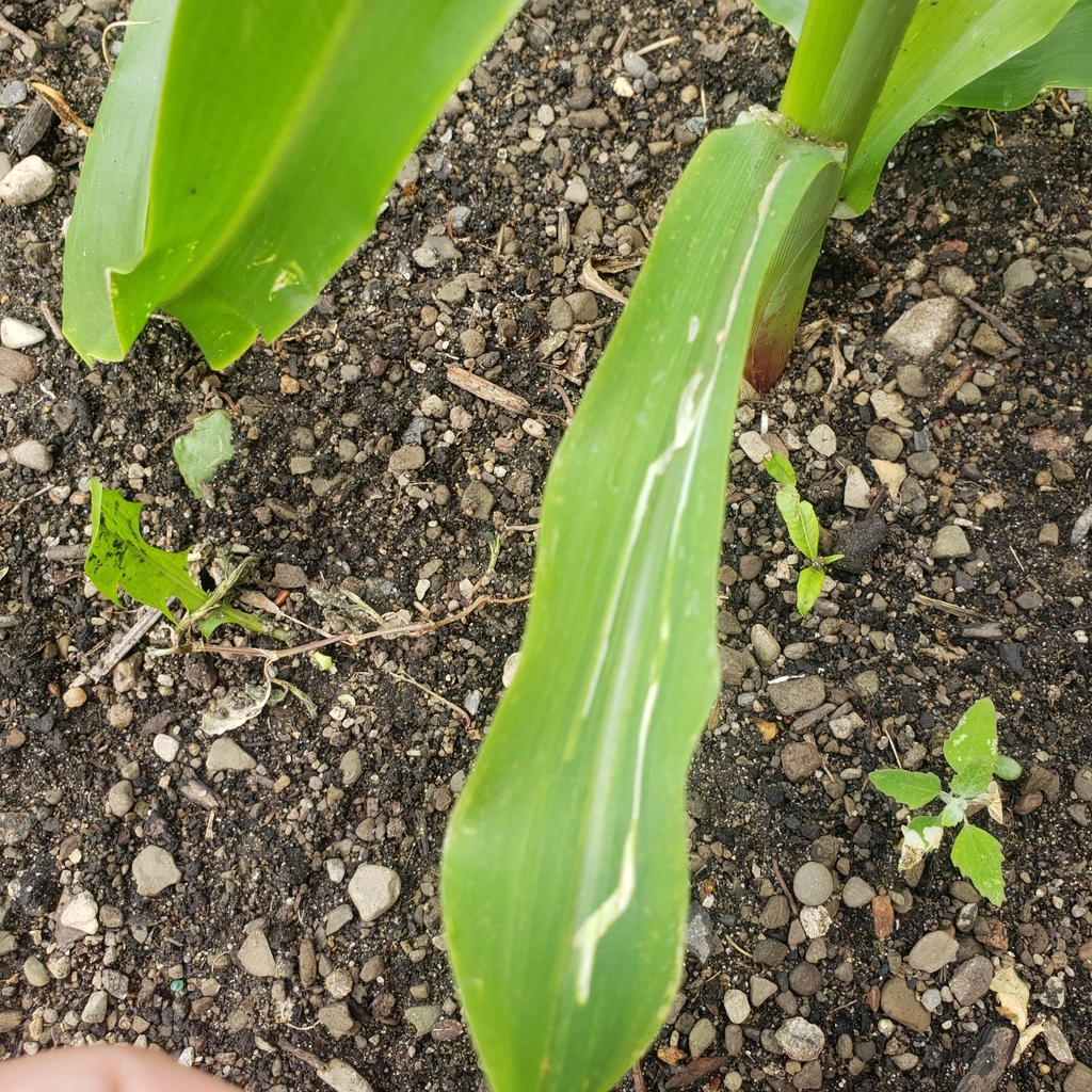 Grass Sheathminer Fly from Erie, PA 16503, USA on July 17, 2023 at 02: ...