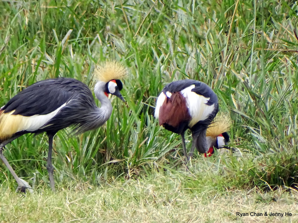 East African Crowned Crane in August 2014 by Ryan Yue Wah Chan ...