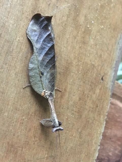 South American Dead Leaf Mantis from Camorim, Rio de Janeiro - RJ ...