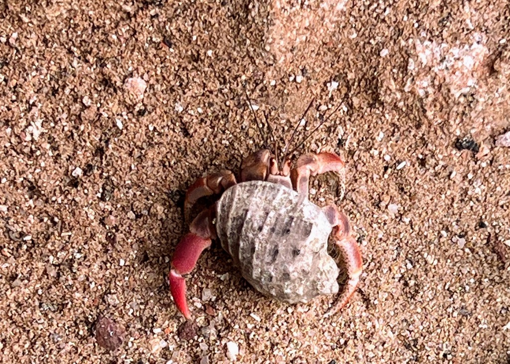 Caribbean Land Hermit Crab from Viejo San Juan, San Juan, Puerto Rico ...