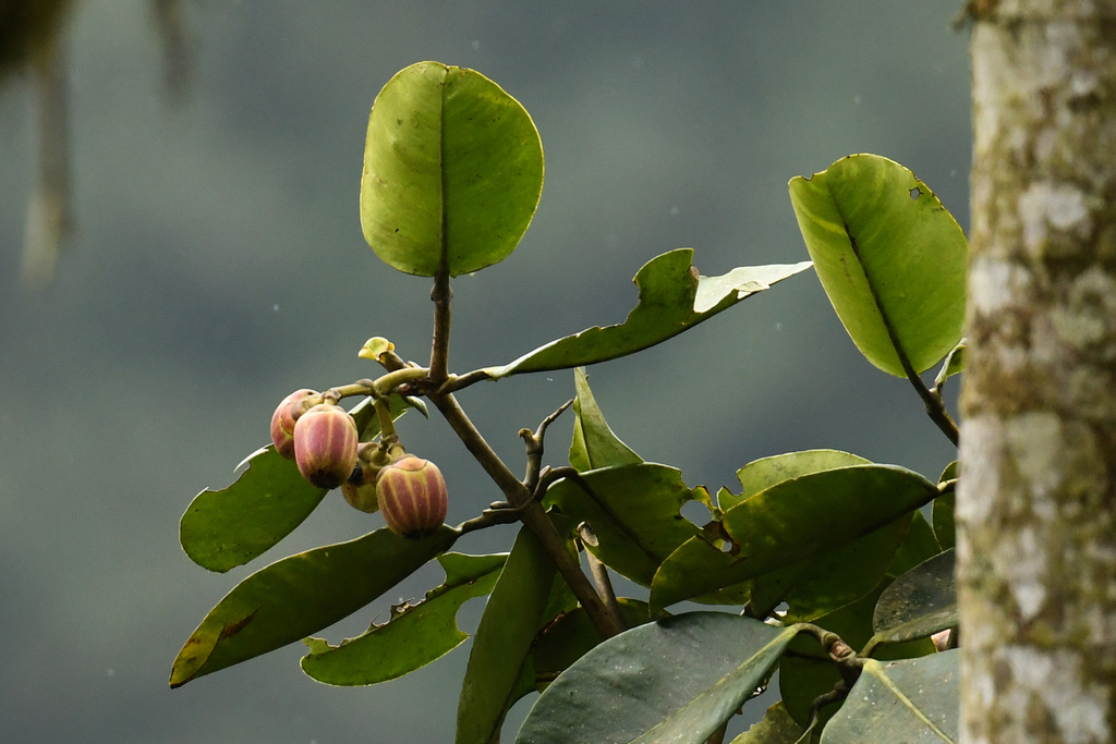 attorney trees from Bellavista Cloud Forest, Équateur on December 31 ...