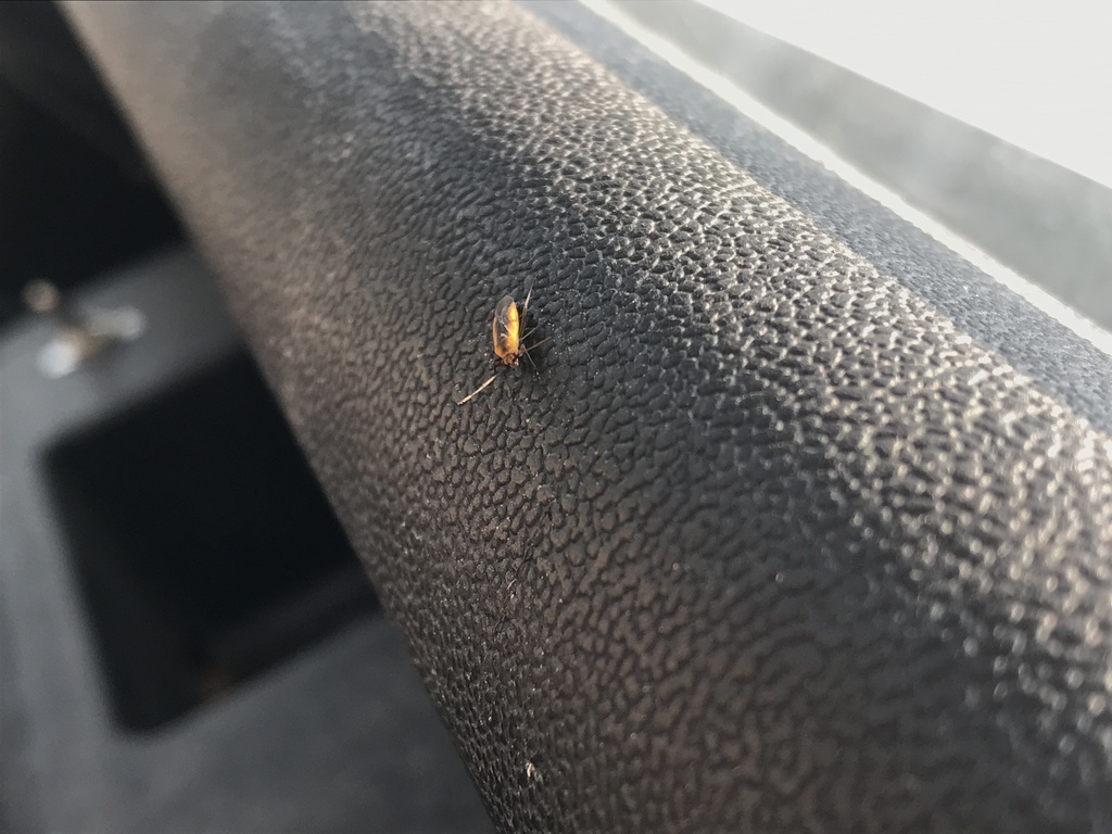 Black Locust Bug from Shelburne Museum, Shelburne, VT, US on July 17 ...