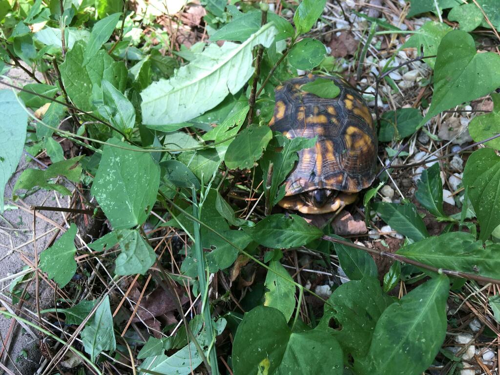 Eastern Box Turtle in July 2019 by Matthew · iNaturalist