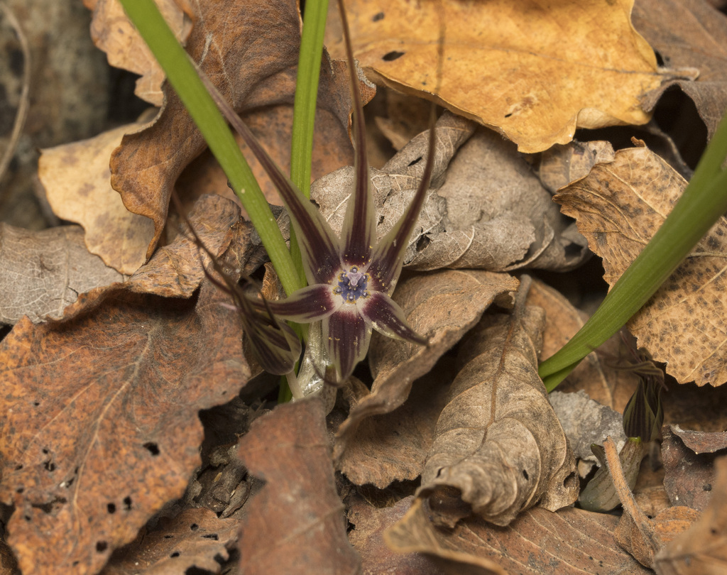 Miersia humilis from Cachapoal, CL-LI, CL on July 15, 2023 at 04:19 PM ...