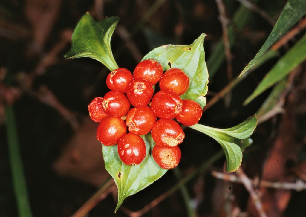 Tacca palmata from Thung Khai, Yan Ta Khao District, Trang 92140 ...