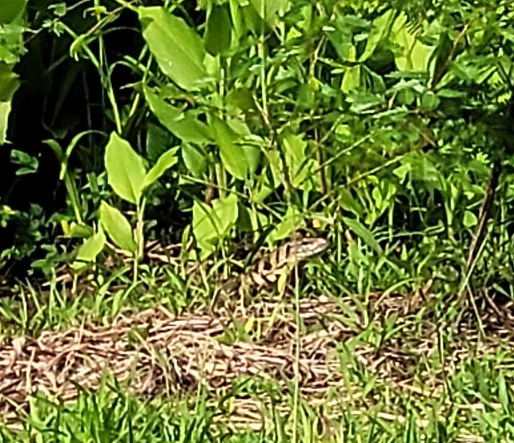 Cryptic Golden Tegu in July 2023 by Anja Williams · iNaturalist