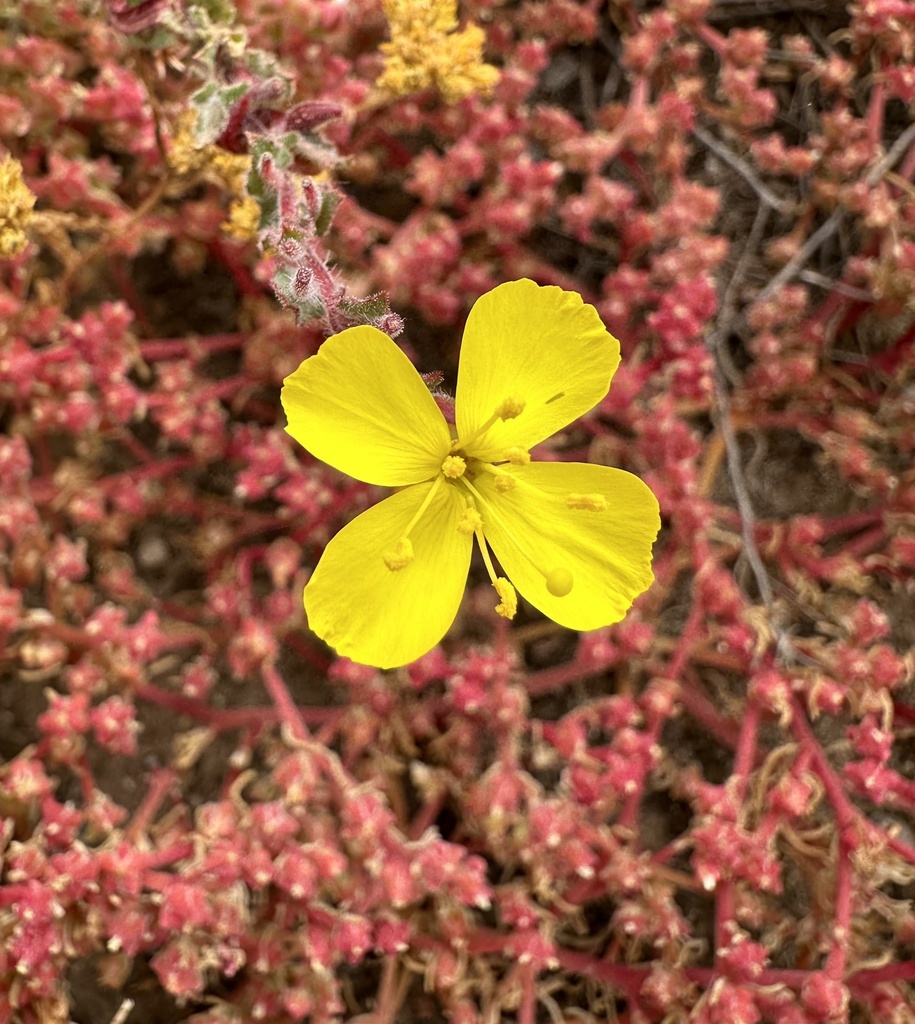 California sun cup from Cabrillo National Monument, San Diego, CA, US ...