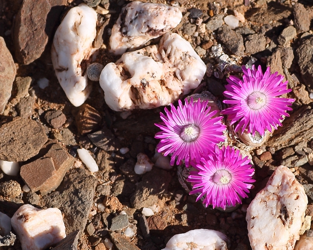 Babybum Humpfig in October 2015 by Marion Maclean · iNaturalist