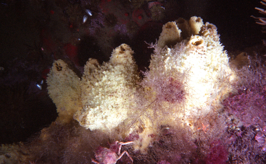 Heteroscleromorpha from Québec, Canada on October 26, 1997 at 11:16 AM ...