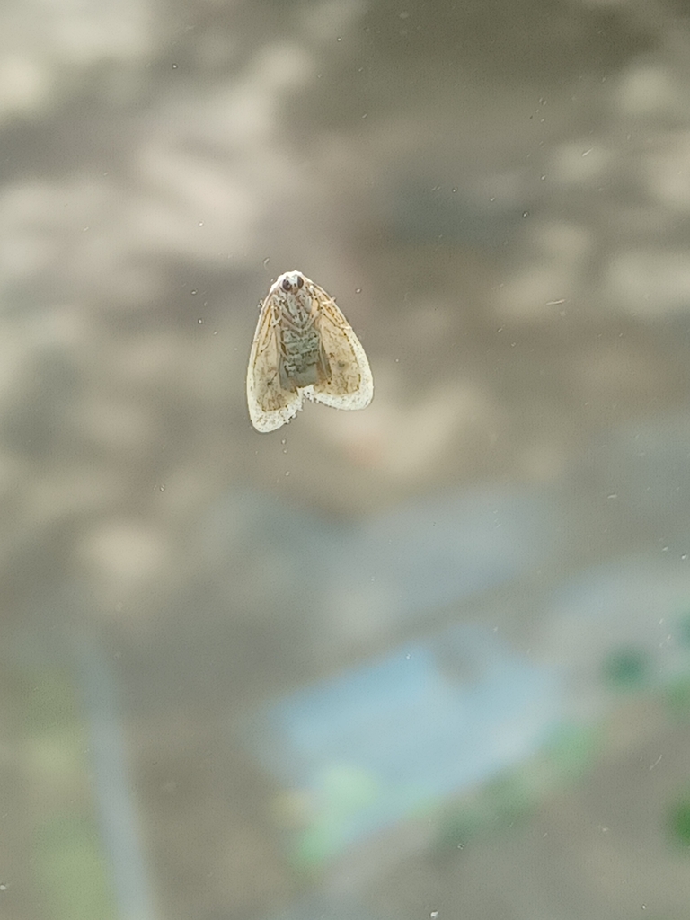 Winged and Once-winged Insects from Jackson, MS 39216, USA on July 15 ...