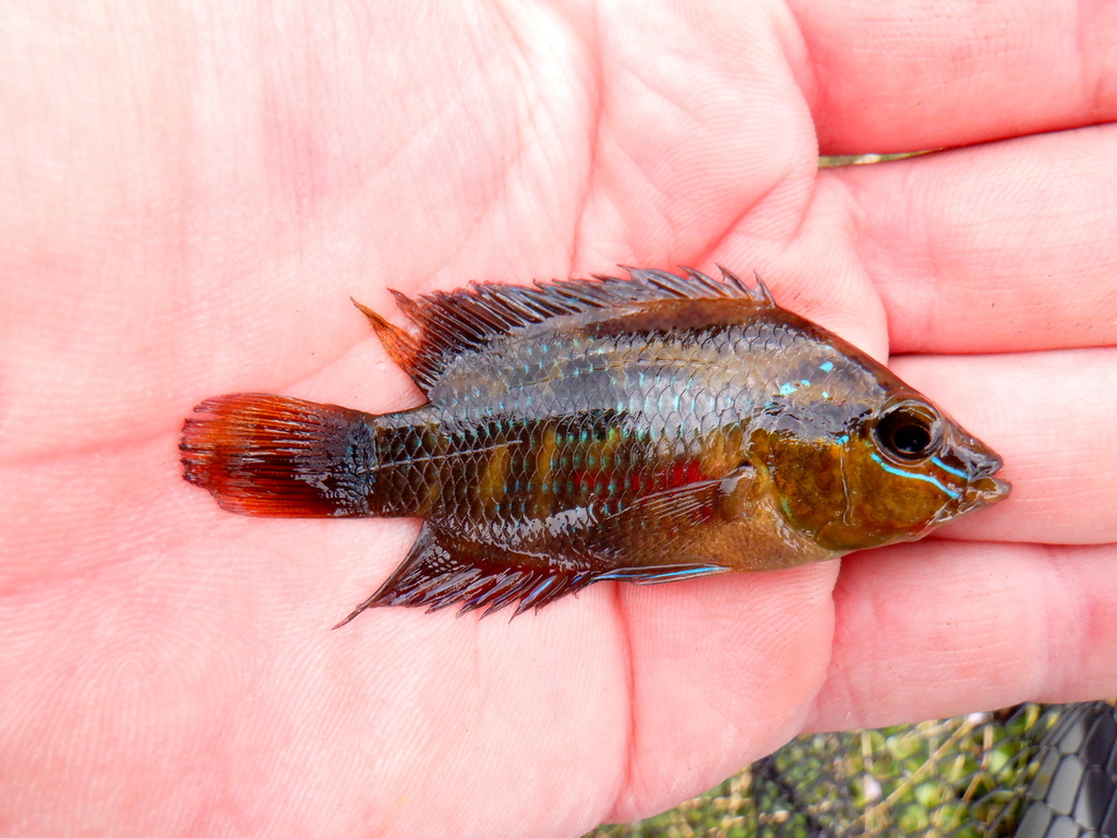 Tricolored Cichlid from Sunrise, FL, USA on November 1, 2021 at 01:33 ...