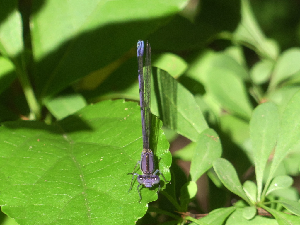 Violet Dancer from Washington Valley Reservoir, Bridgewater, NJ 08836 ...