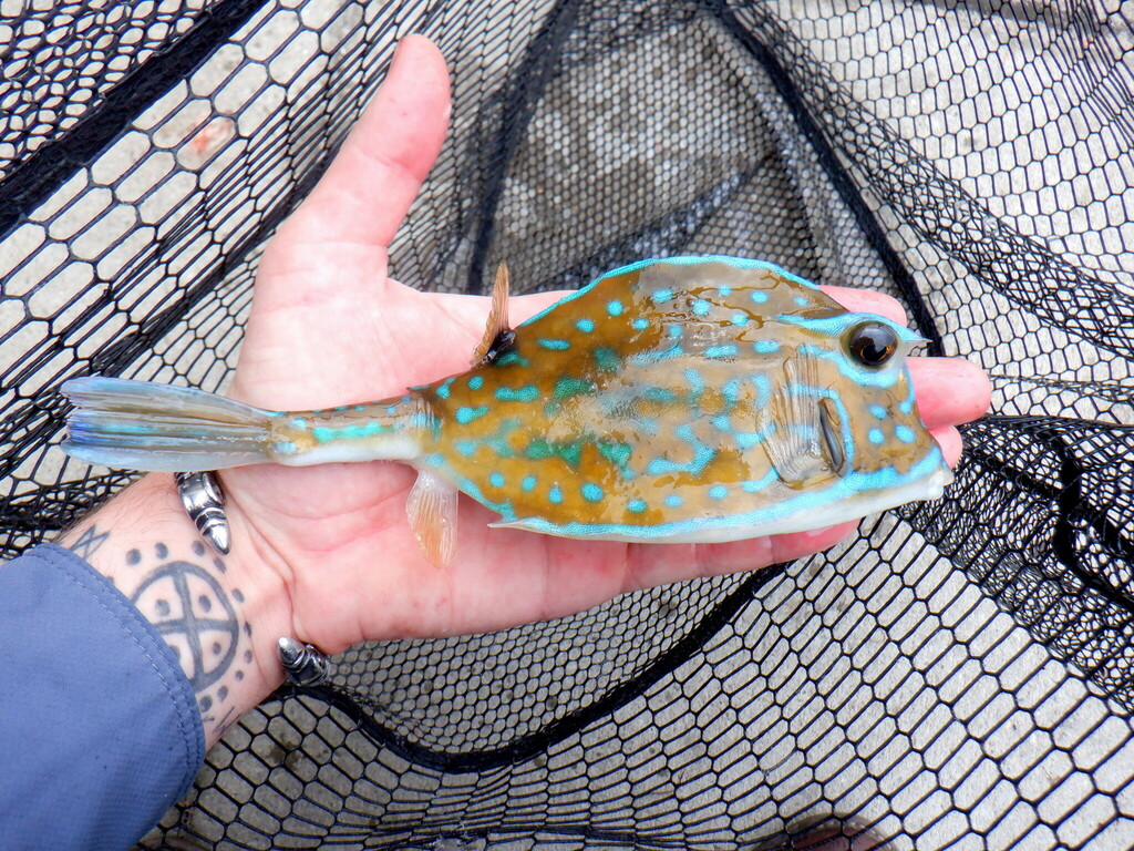 Scrawled Cowfish from Upper Grand Lagoon, FL, USA on May 24, 2022 at 01 ...