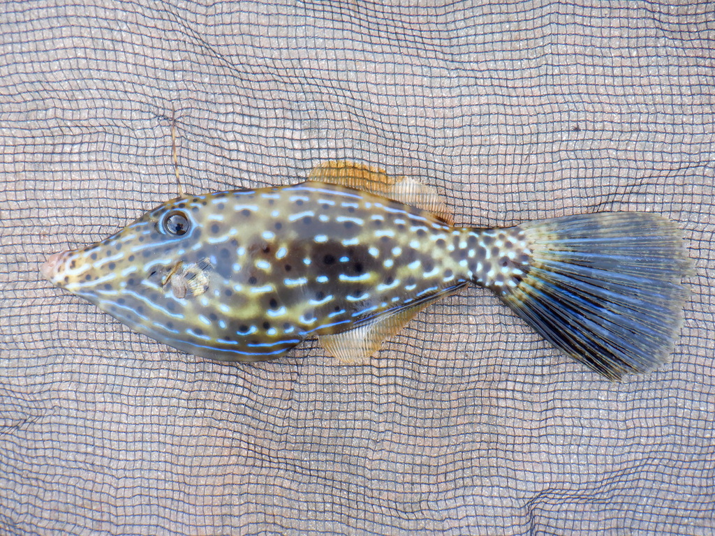 Scrawled Filefish from Boca Raton Inlet, Boca Raton, FL 33432 on ...