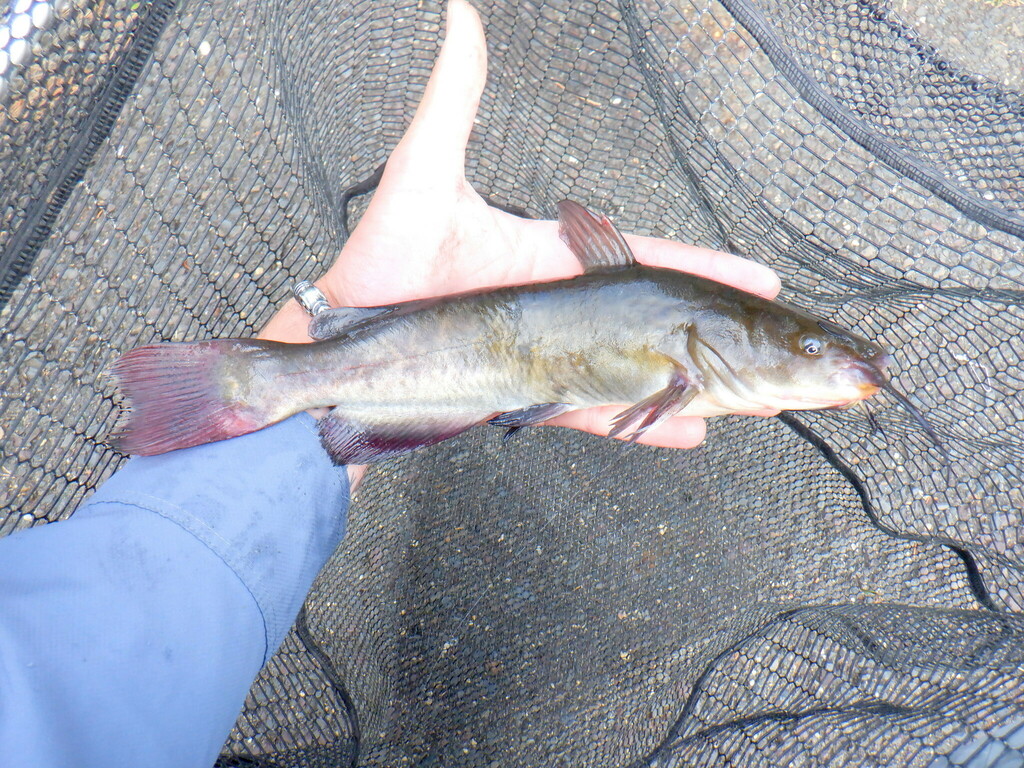 Brown Bullhead from Haddon Township, NJ, USA on September 21, 2021 at ...