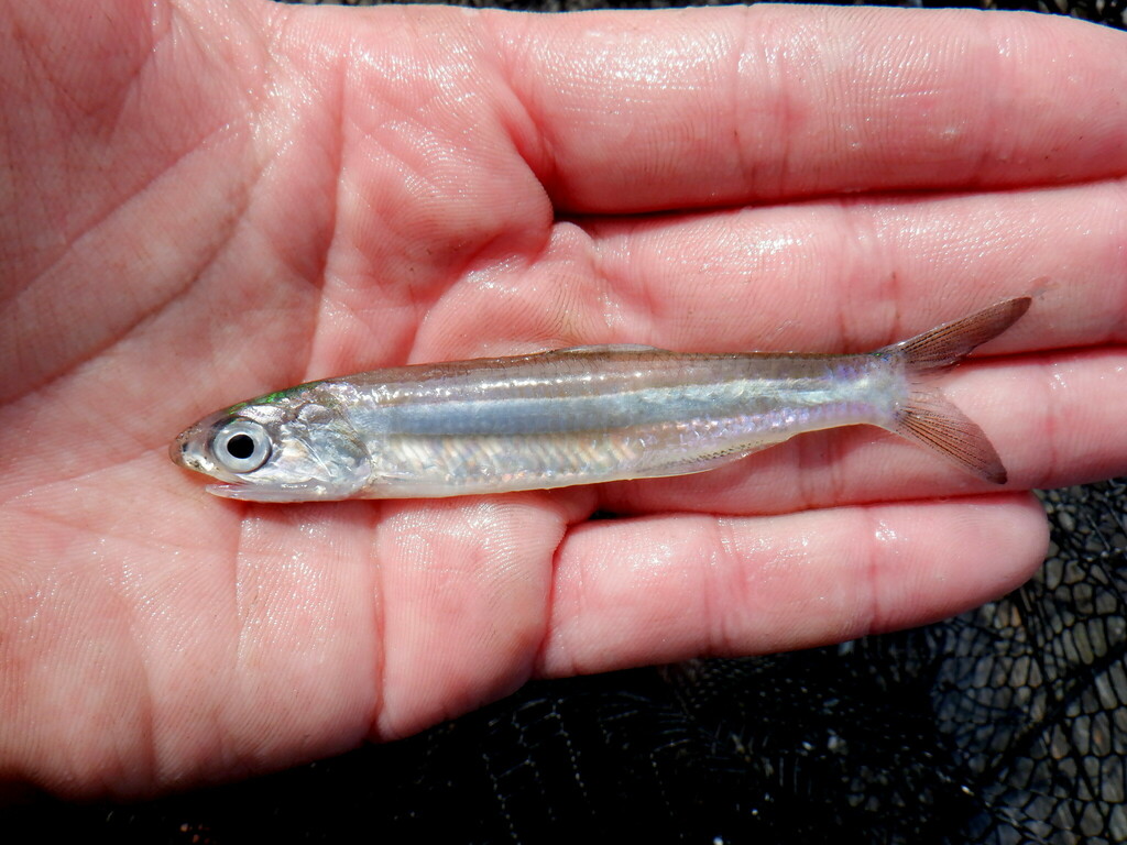 Striped Anchovy from Atlantic City, NJ, USA on September 22, 2021 at 02:11 PM by Austin D West ...