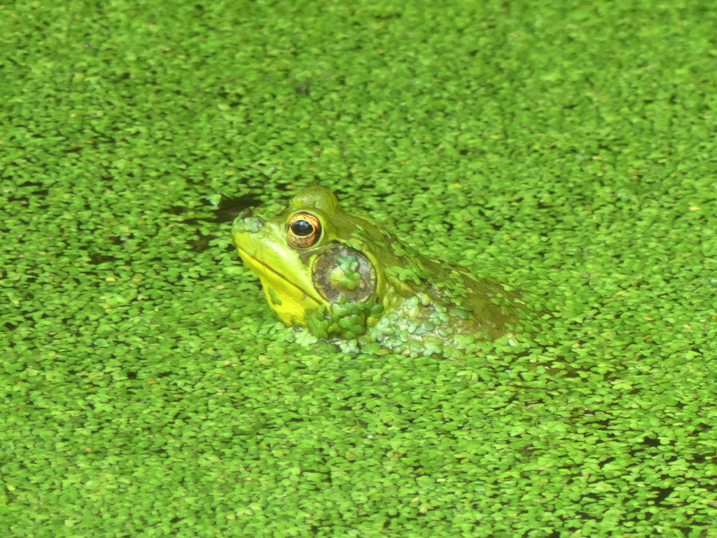 Green Frog from 11 Hardscrabble Rd, Bernardsville, NJ 07924, USA on ...
