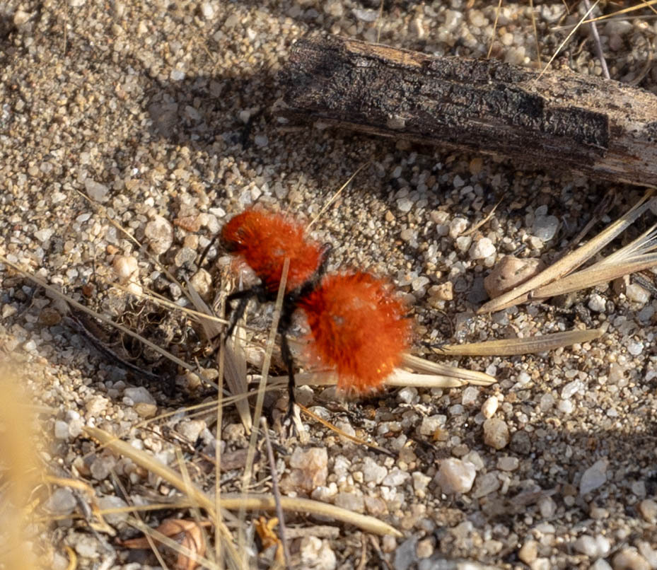 Dasymutilla from Atascadero, CA 93422, USA on July 17, 2023 at 07:58 AM ...