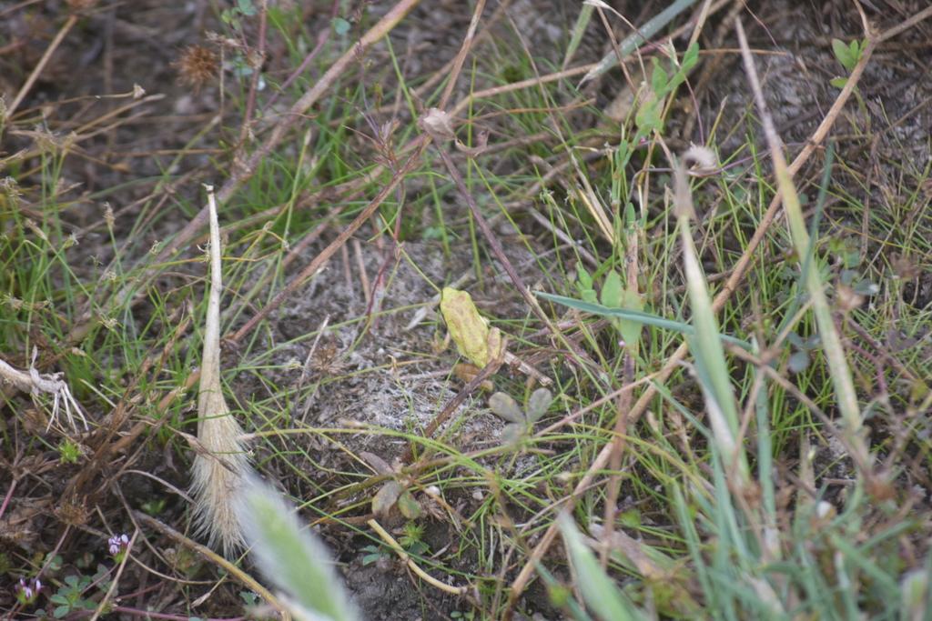 Baja California Tree Frog in July 2023 by Cristian A. D. Meling L ...