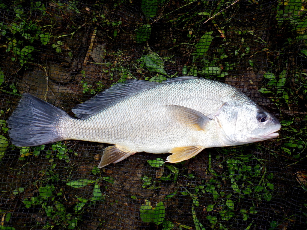 Freshwater Drum from Monroe County, IN, USA on June 7, 2021 at 09:58 AM ...