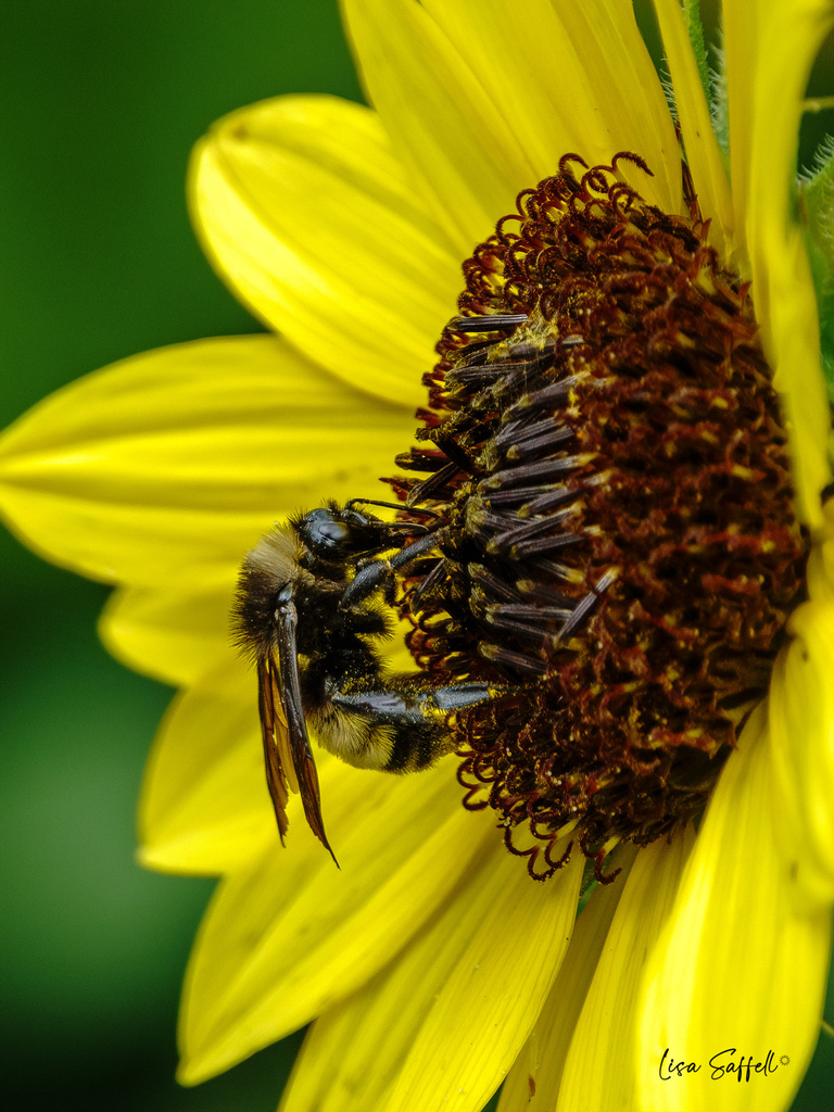 American Bumble Bee in July 2023 by Lisa Saffell · iNaturalist
