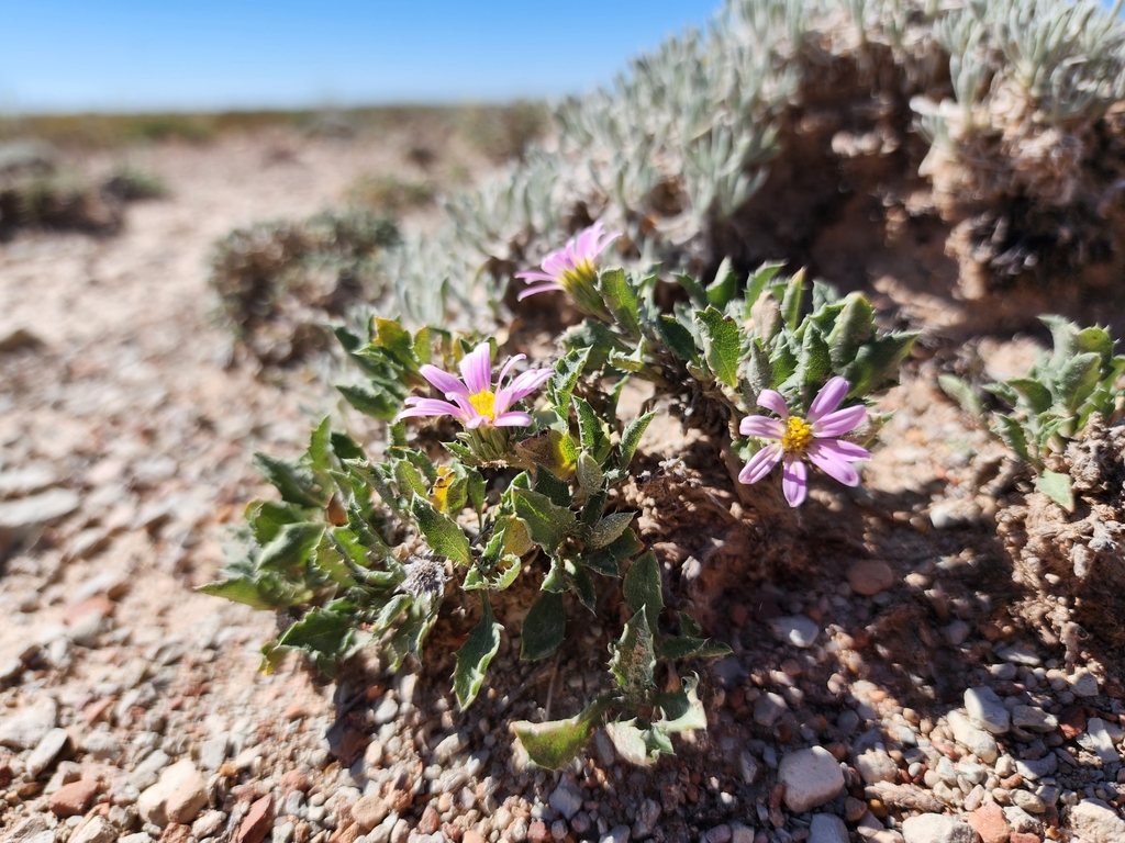 Colorado Tansy Aster from Rock River, WY 82058, USA on July 17, 2023 at ...