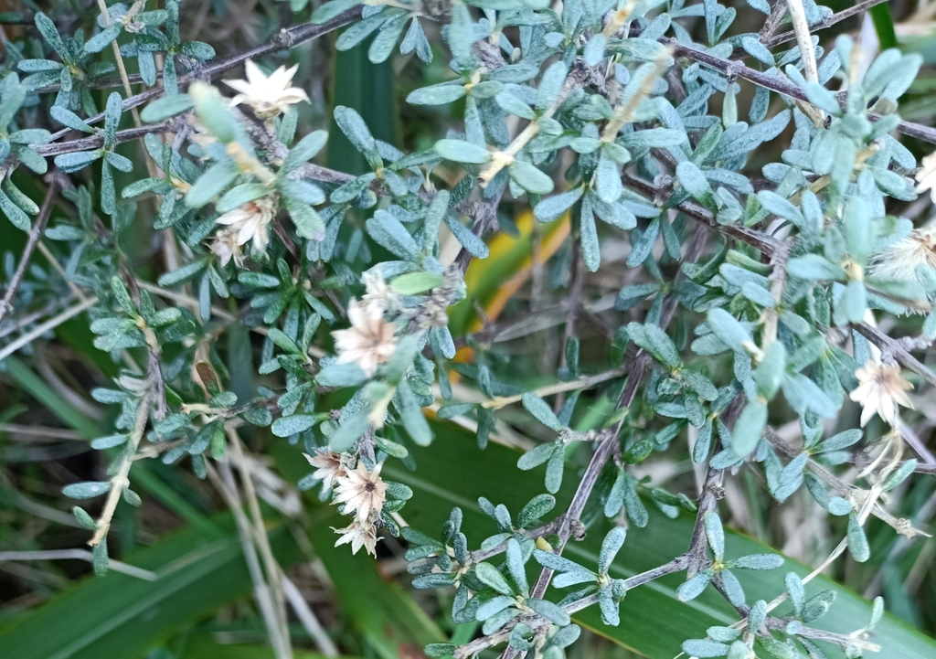 Coastal tree daisy from Ōwhiro Bay, Wellington, New Zealand on July 17 ...
