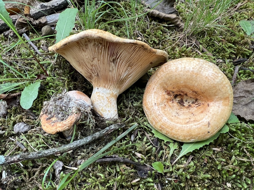 Common Milkcaps from Albert Johnson Rd, Nashville, IN, US on July 17 ...