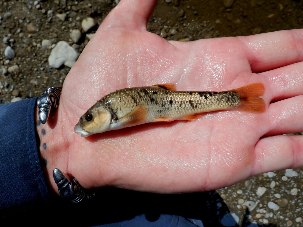 Central Stoneroller from Hamilton County, OH, USA on May 21, 2021 at 05 ...