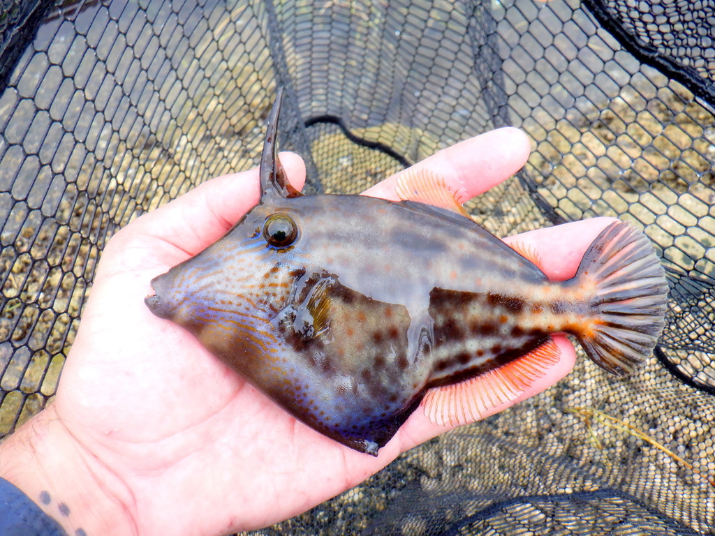 Orangespotted Filefish from Boca Raton, FL, USA on November 4, 2021 at ...