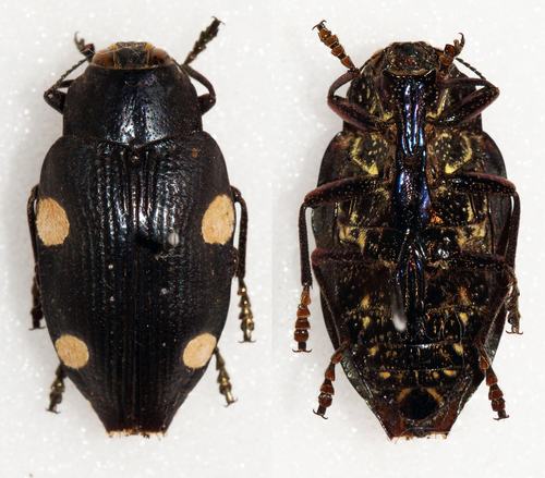 Polybothris subsilphoides · iNaturalist