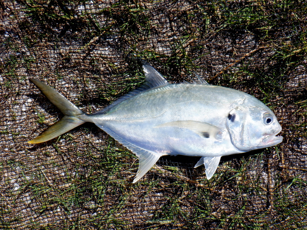 Atlantic Crevalle Jack from Boca Raton, FL, USA on November 8, 2021 at ...