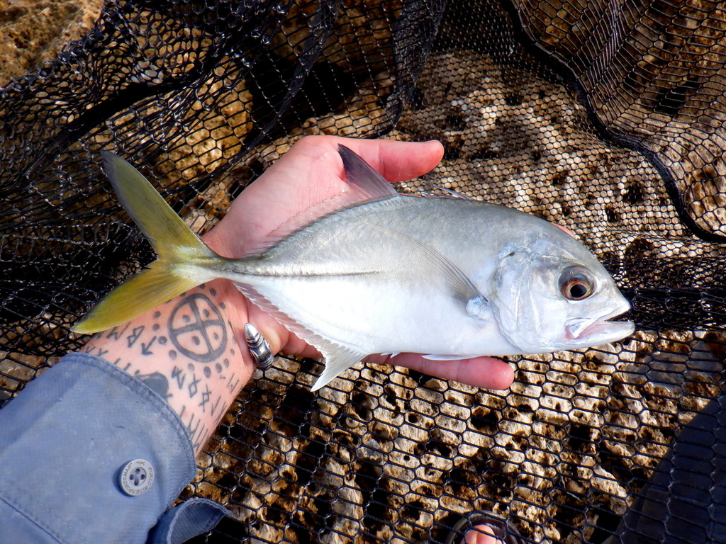 Horse-eye Jack from Boca Raton, FL, USA on November 10, 2021 at 04:48 ...