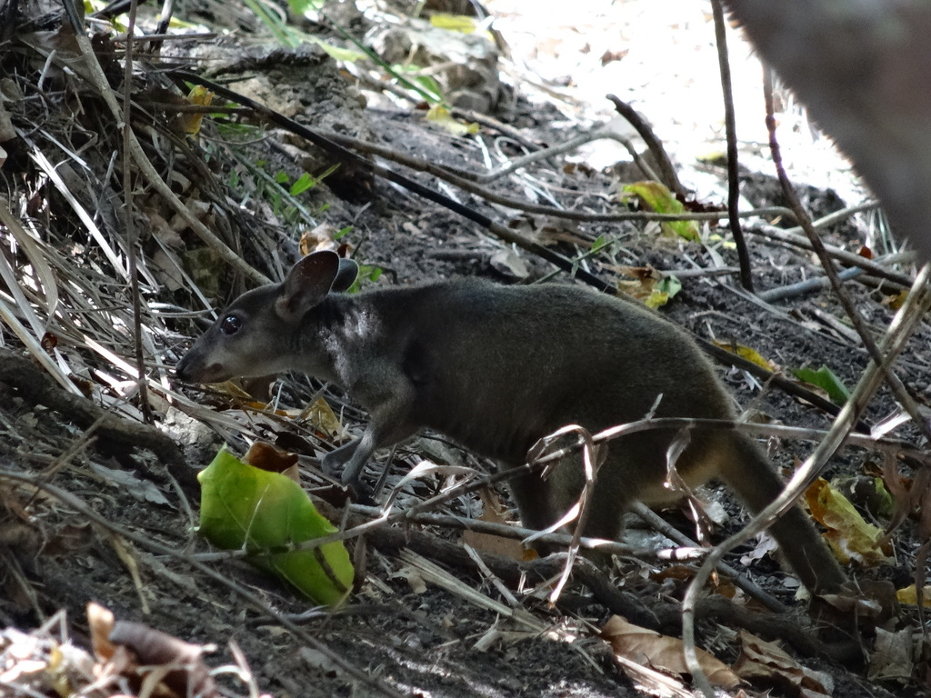 Greater Dorcopsises (Dorcopsis) - Know Your Mammals