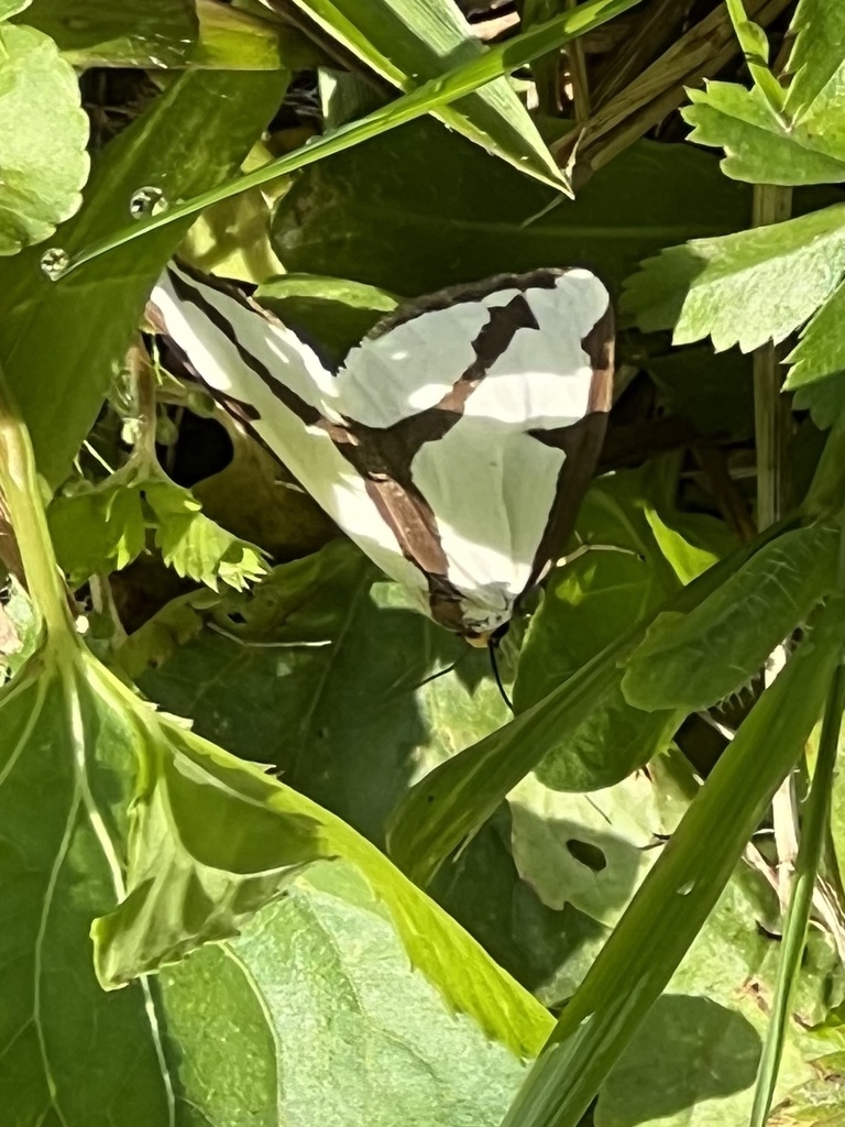 Neighbor Moth from Roan Mountain, Roan Mountain, TN, US on July 14 ...