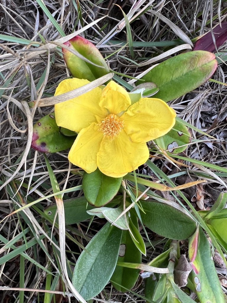 Climbing Guinea flower from Sunshine Beach, QLD, AU on July 16, 2023 at 04:49 PM by spookpadda ...