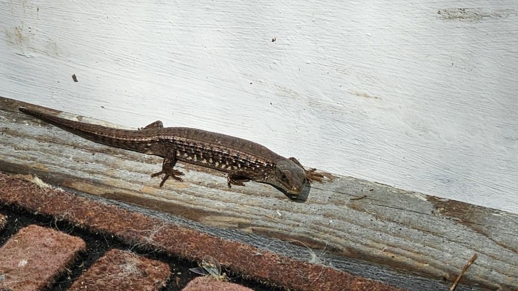 Northern Alligator Lizard from 136th Ave NE, Woodinville, WA, US on ...