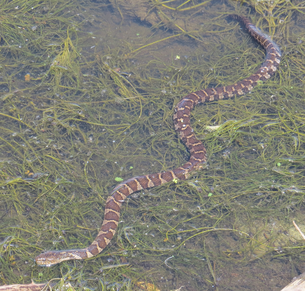 Common Watersnake from Winnebago County, IL, USA on July 17, 2023 at 11 ...