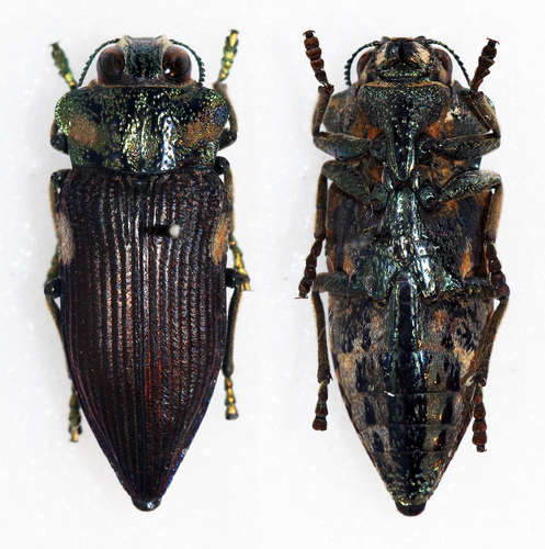 Polybothris grandidieri · iNaturalist