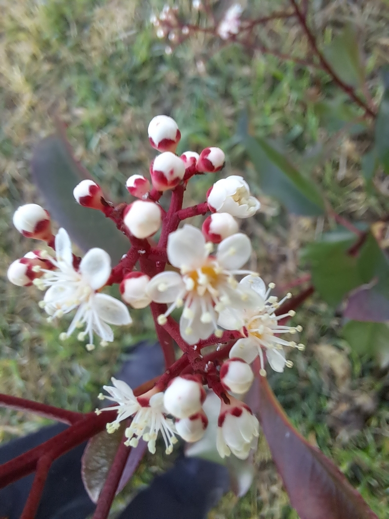 Red Tip Photinia from Elsmore NSW 2360, Australia on July 18, 2023 at ...