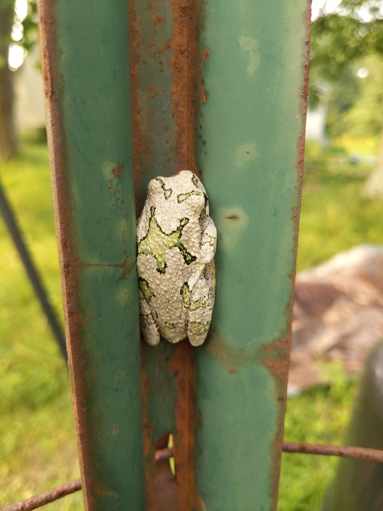 Gray Treefrog from New Paltz, NY, USA on July 17, 2023 at 05:16 PM by ...