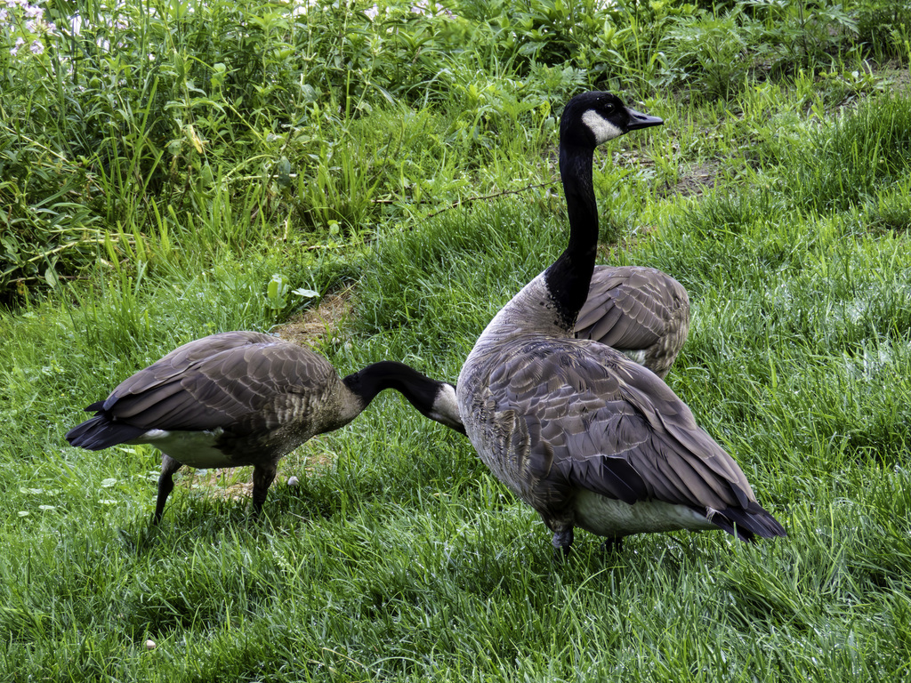 Canada Goose from Cambridge, ON, Canada on July 17, 2023 at 07:11 AM by ...