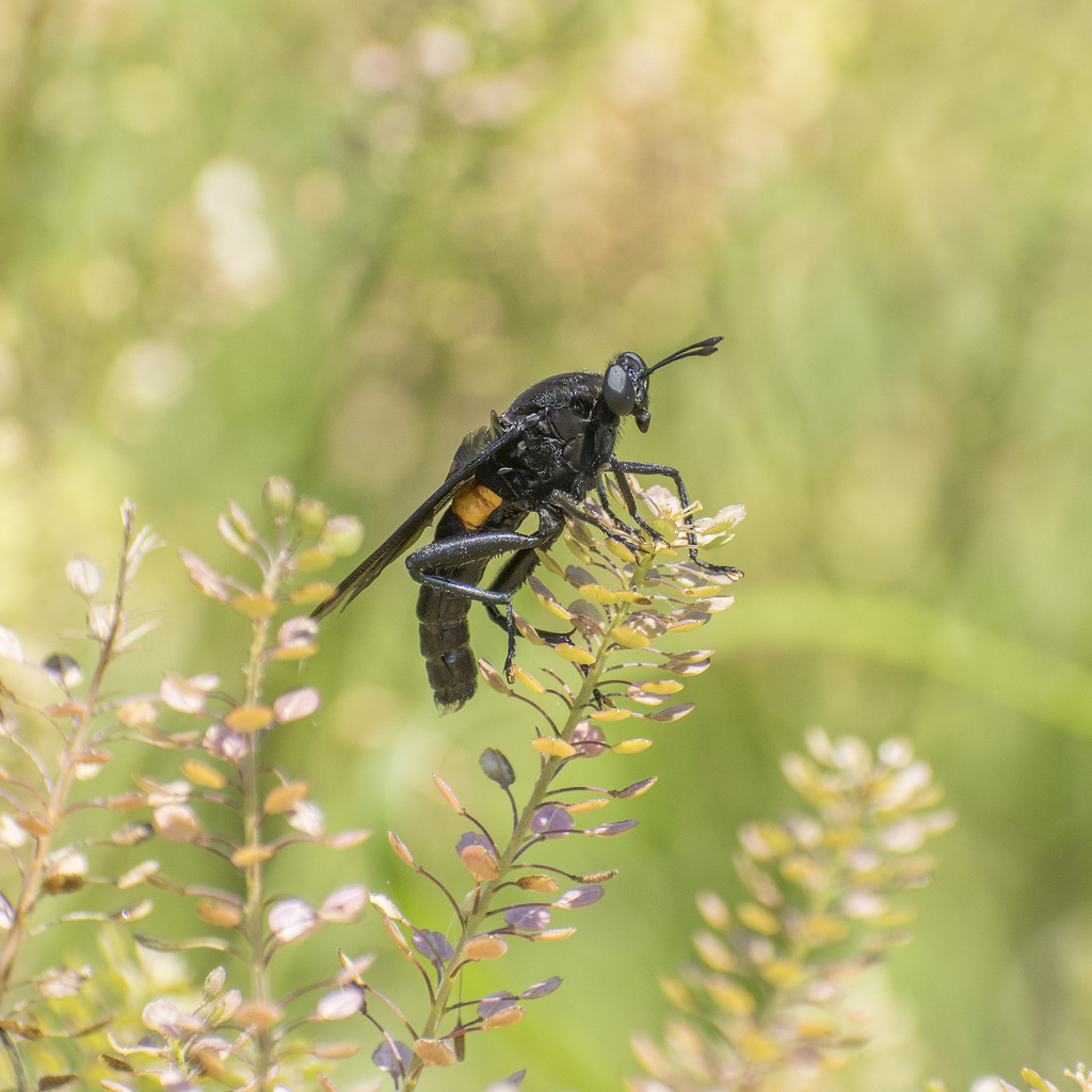 Clubbed Mydas Fly from Montgomery County, OH, USA on July 14, 2023 at ...