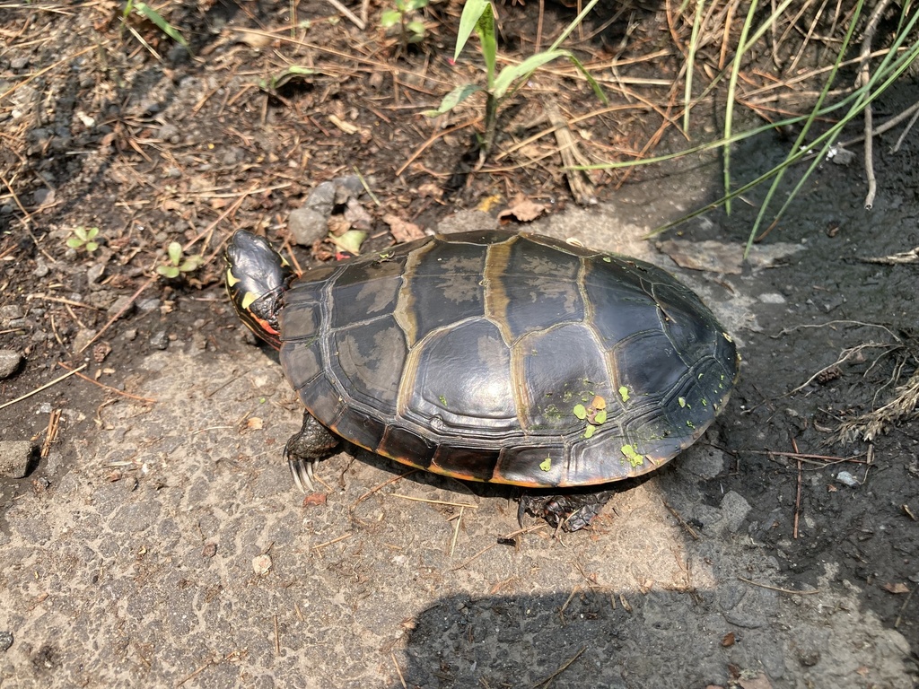 Eastern Painted Turtle from Mather St, Hamden, CT, US on July 17, 2023 ...